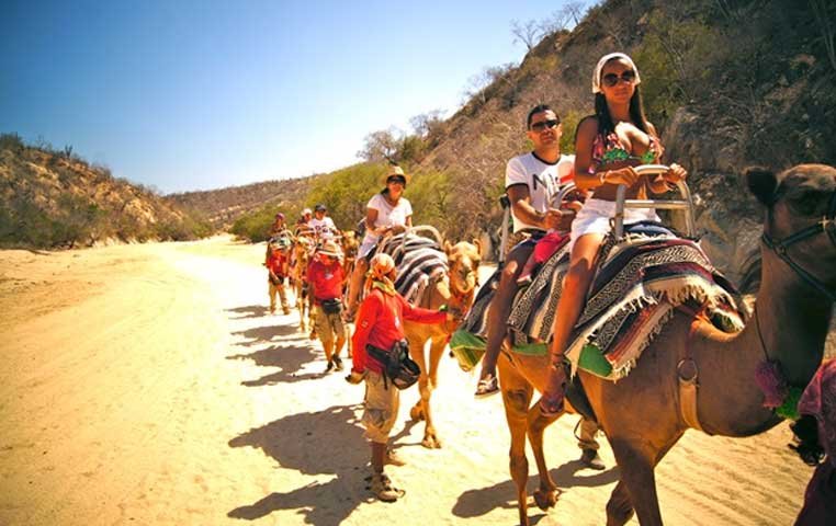 Cabo Camel Ride Experience - Mavericks Travel